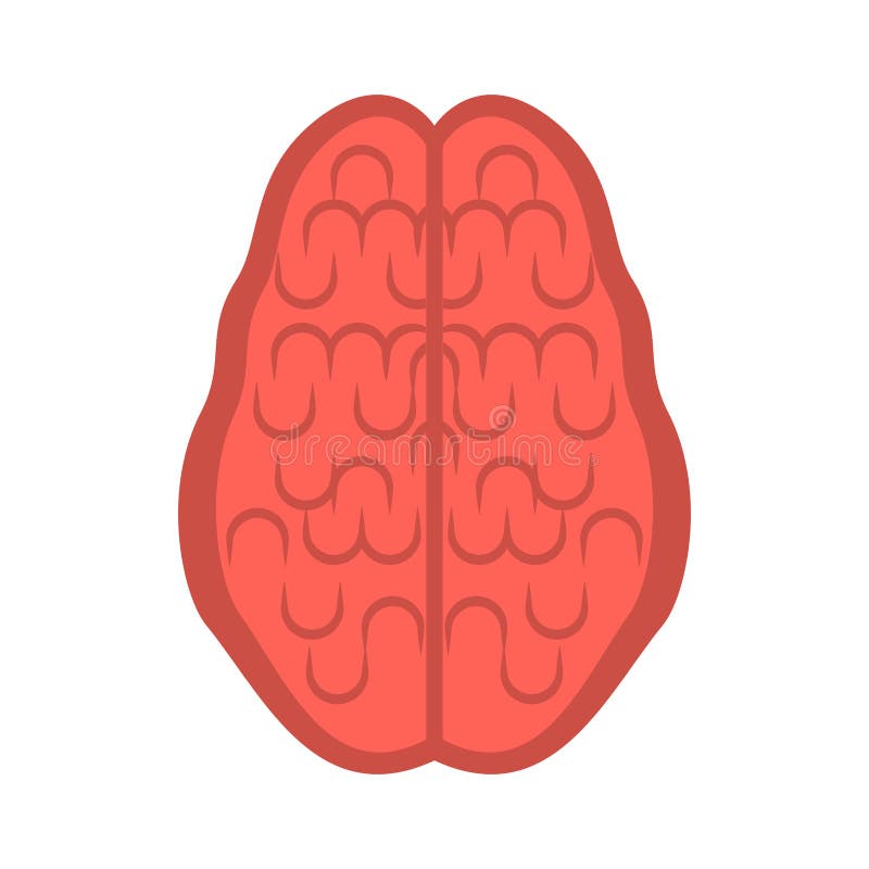 Isolated human cut brain stock vector. Illustration of head - 139976098