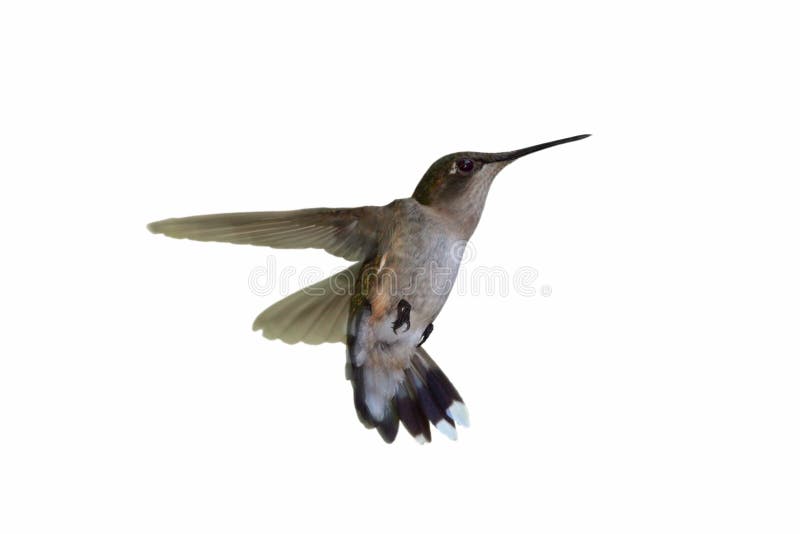 Isolated Hummingbird stock image. Image of flight, closeup - 2830337