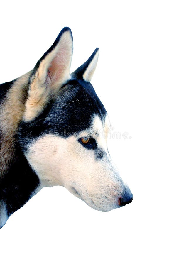 Isolated husky head stock image. Image of fear, animal - 439937
