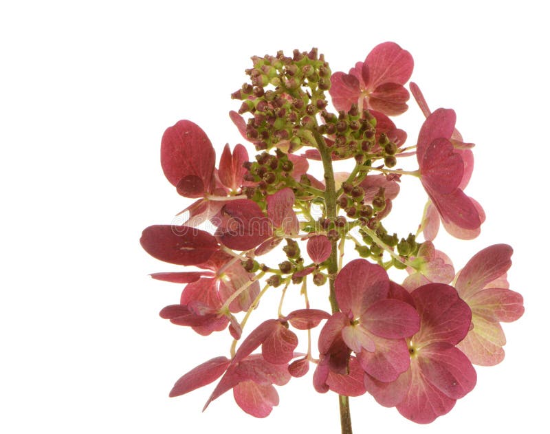 Isolated Hydrangea stock photo. Image of closeup, flower - 38375790