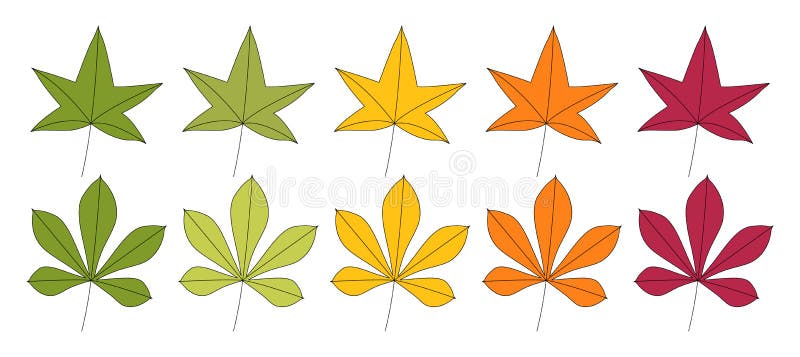 Sweet Gum Tree Leaf and Chestnut Leaf Set. Stock Vector - Illustration ...