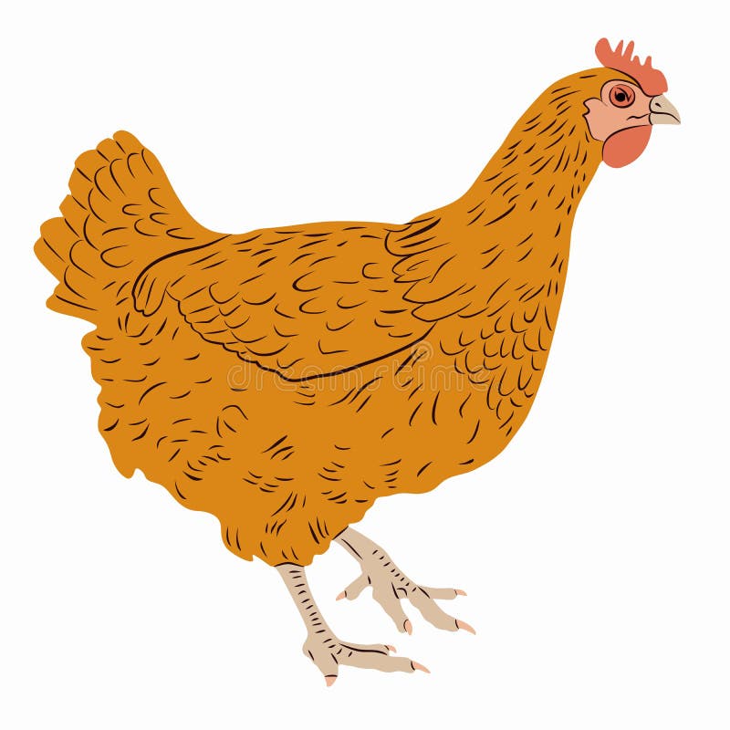 Chicken Draw Hen Stock Illustrations – 993 Chicken Draw Hen Stock ...