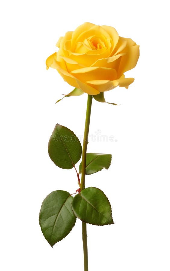 Isolated Illustration of Yellow Rose Flower. Generative AI Stock ...