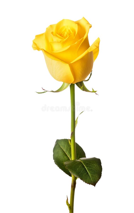 Isolated Illustration of Yellow Rose Flower. Generative AI Stock ...