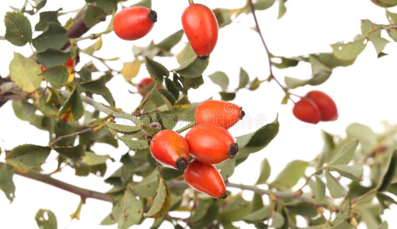 Isolated Image of a Branch Rose Hips. Stock Photo - Image of herbal ...