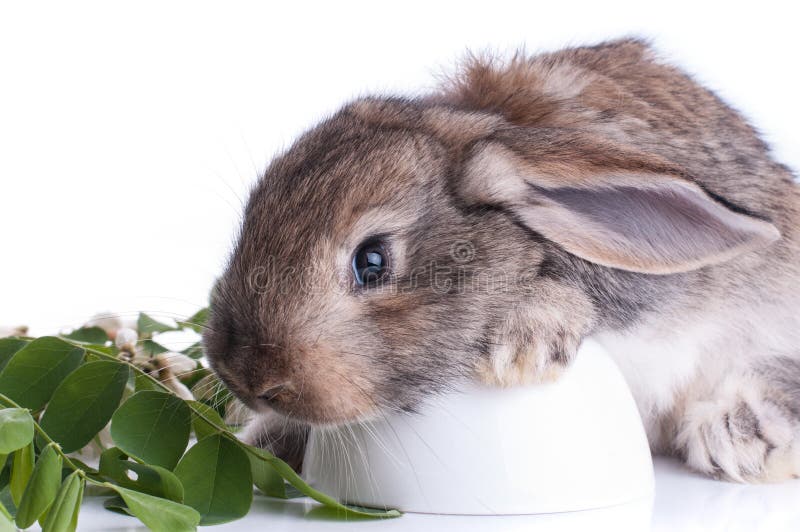 Isolated Image of a Brown Bunny Rabbit Stock Photo - Image of beauty ...