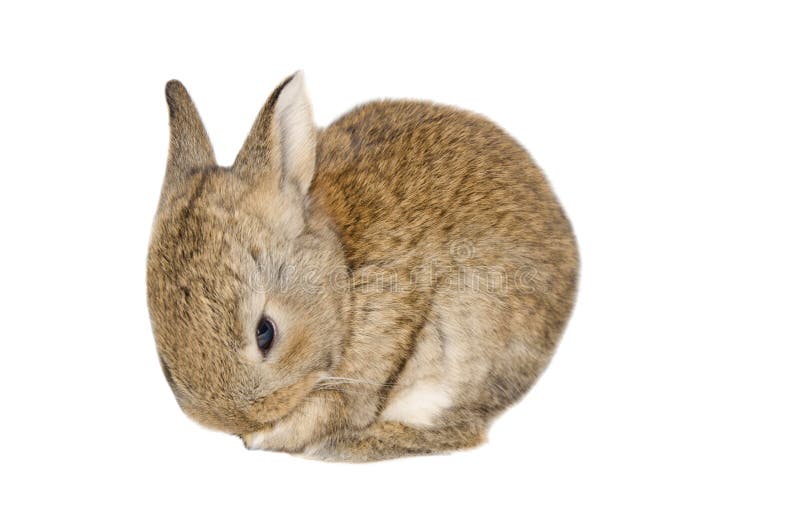 Isolated Image of a Brown Bunny Rabbit Stock Image - Image of mammals ...