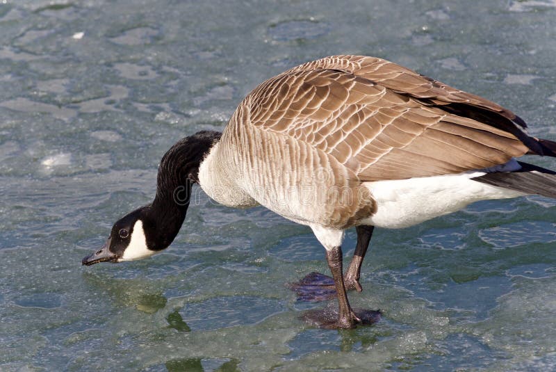 Isolated Image of a Canada Goose Drinking Water Stock Image - Image of ...
