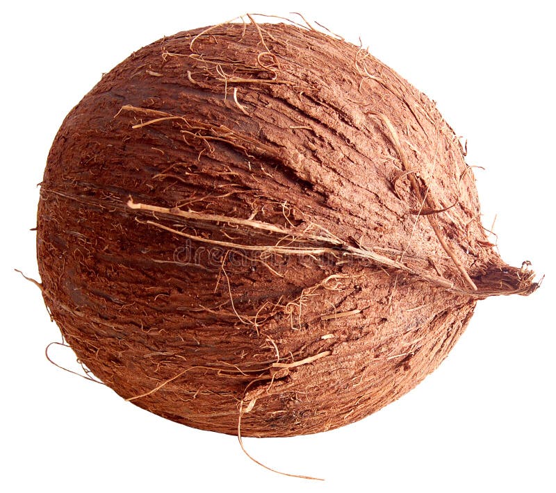 Isolated image of coconut stock image. Image of fruit - 81181299