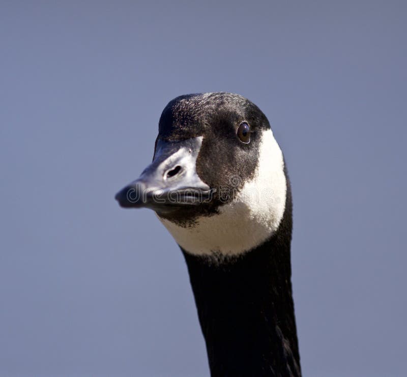 Isolated Image with a Cute Canada Goose Stock Photo - Image of bick ...