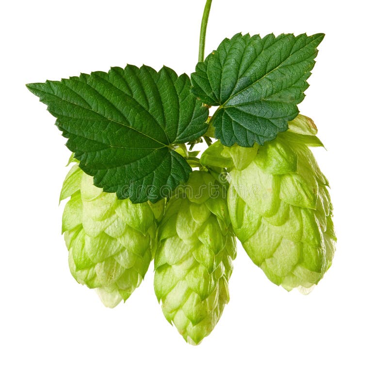 Green hops with leaves. stock image. Image of growth - 127455077