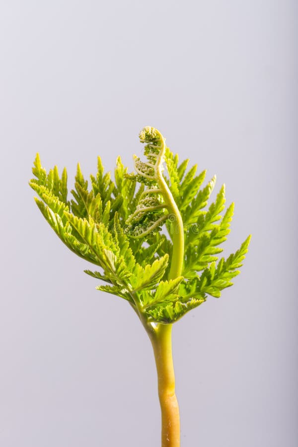 Botrichium Multifidum - Leathery Grape Fern Stock Image - Image of ...