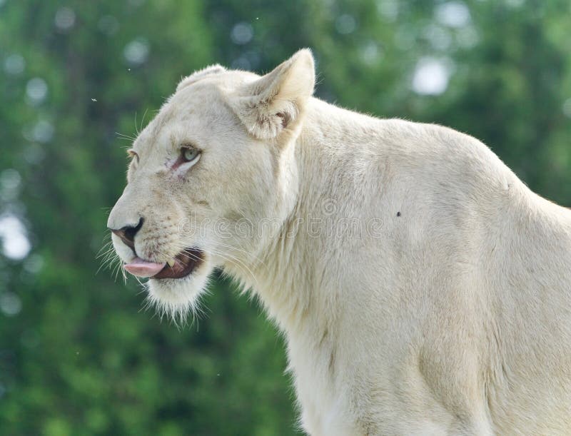 Photo Scary White Lion Screaming Stock Photos - Free & Royalty-Free ...