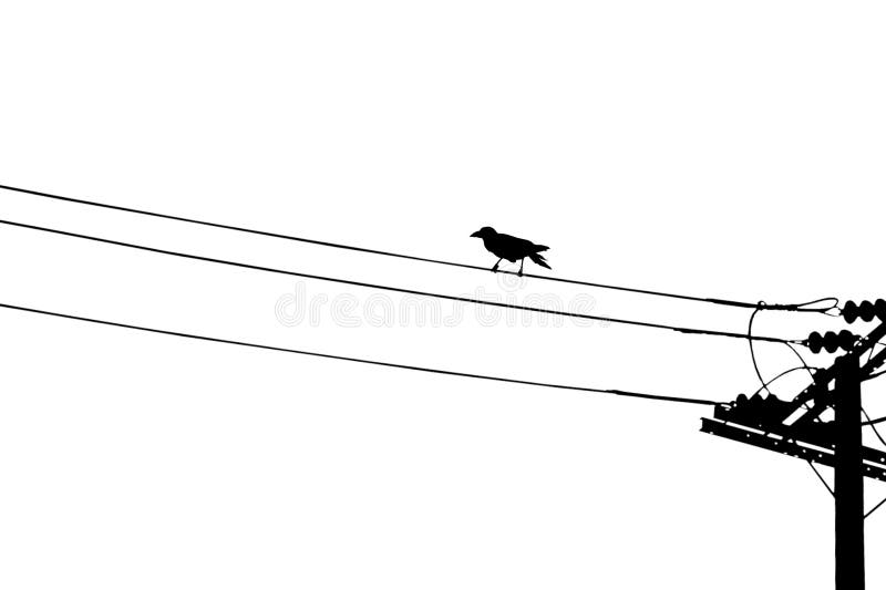 Crow on Power Line in Black and White Stock Image - Image of industrial ...