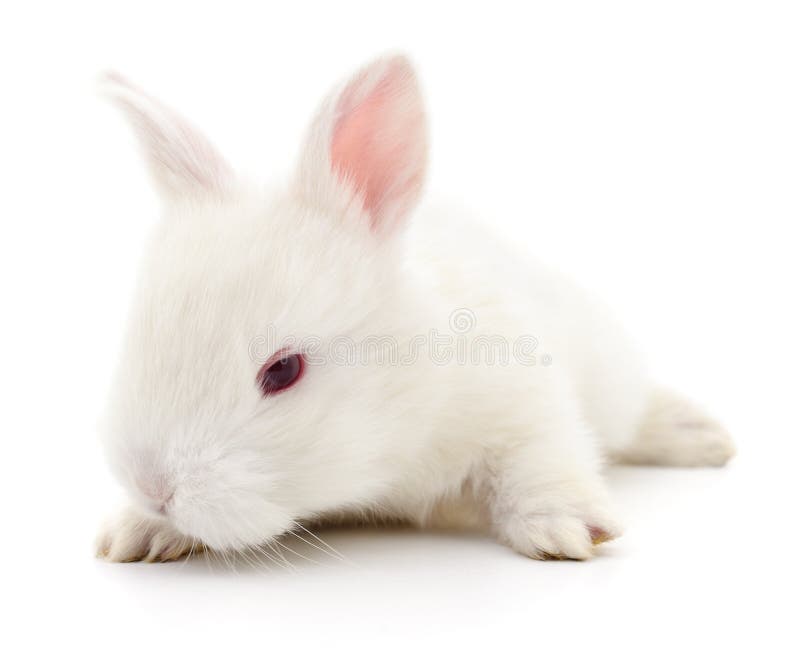 White bunny rabbit stock image. Image of small, mammals - 139654523