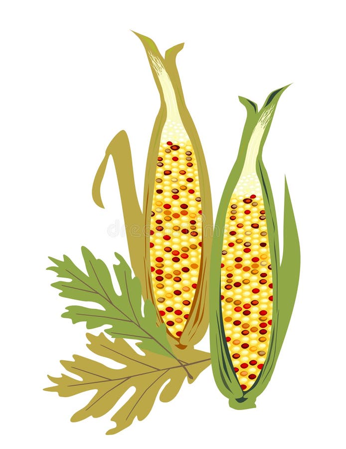 Indian Corn Stock Illustrations – 2,688 Indian Corn Stock Illustrations ...