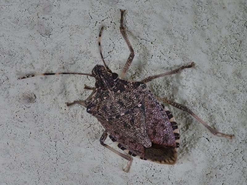 Isolated insect bedbug stock image. Image of nature - 181107753