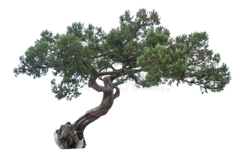 Isolated juniper tree stock image. Image of stem, color - 62363801