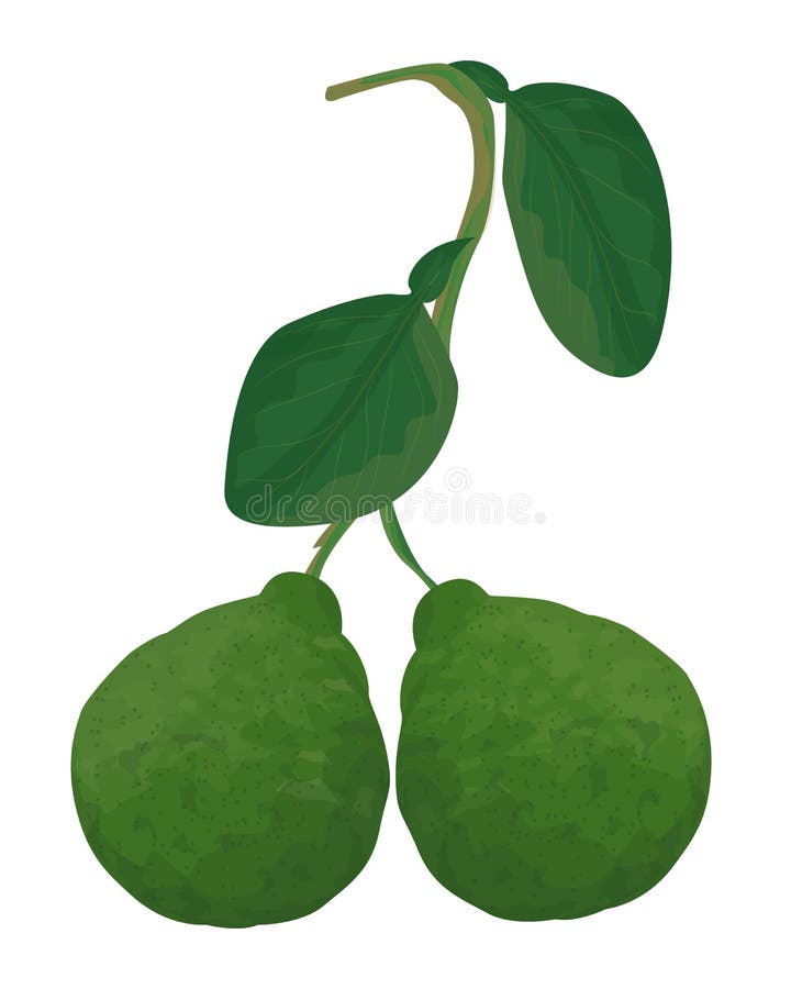 Mauritius Papeda Stock Illustrations – 7 Mauritius Papeda Stock ...