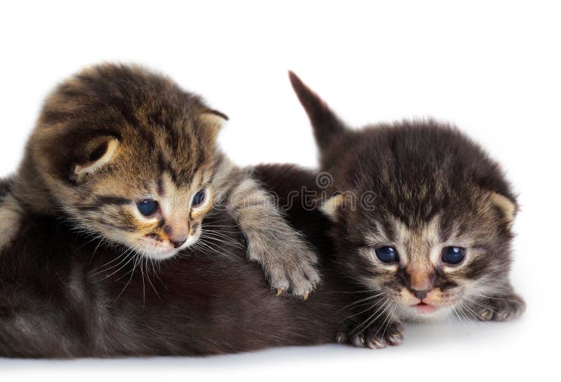 Isolated kitten stock photo. Image of dappled, downy, inspect - 743544