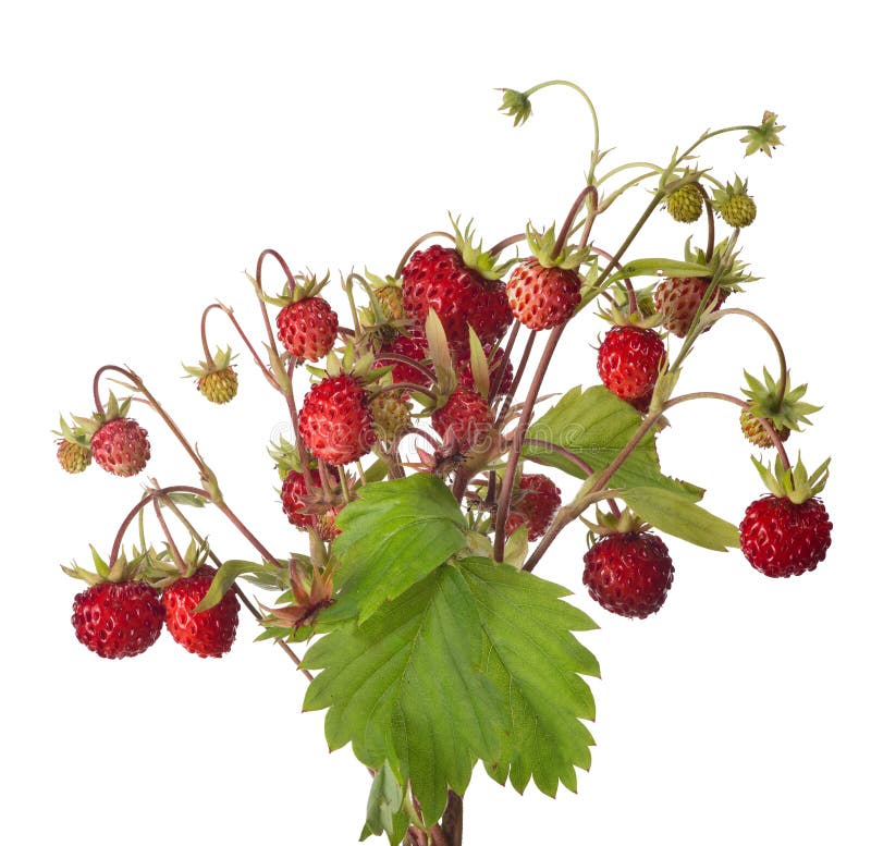 Isolated Large Bunch of Wild Strawberries Stock Image - Image of leaf ...