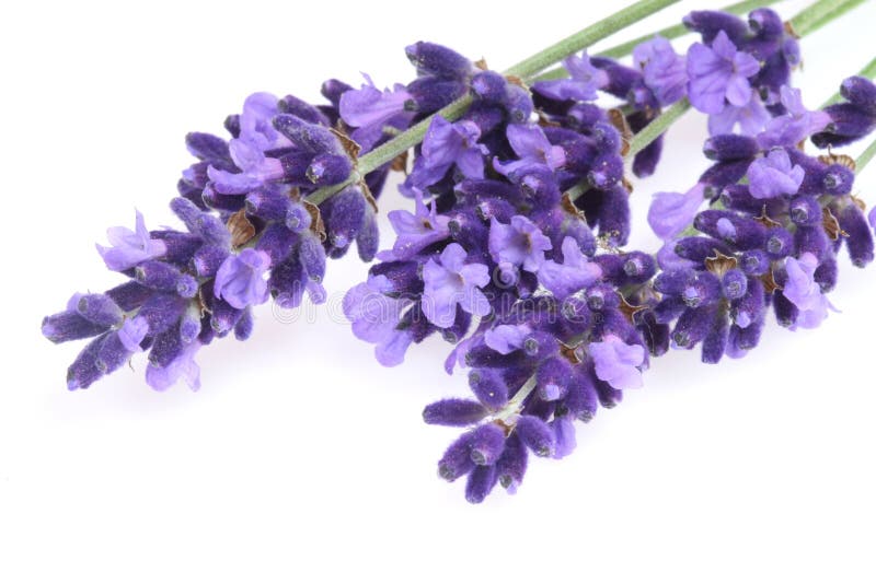 Isolated lavender stock image. Image of herb, purple - 10536353