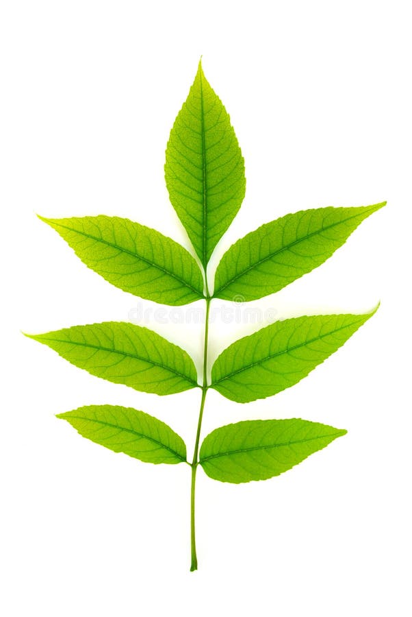 Isolated leaf stock photo. Image of agriculture, botany - 15116862