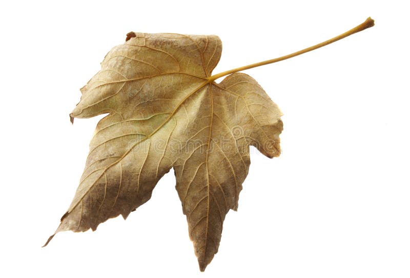 Isolated leaf stock photo. Image of organic, profile, leaf - 3579790