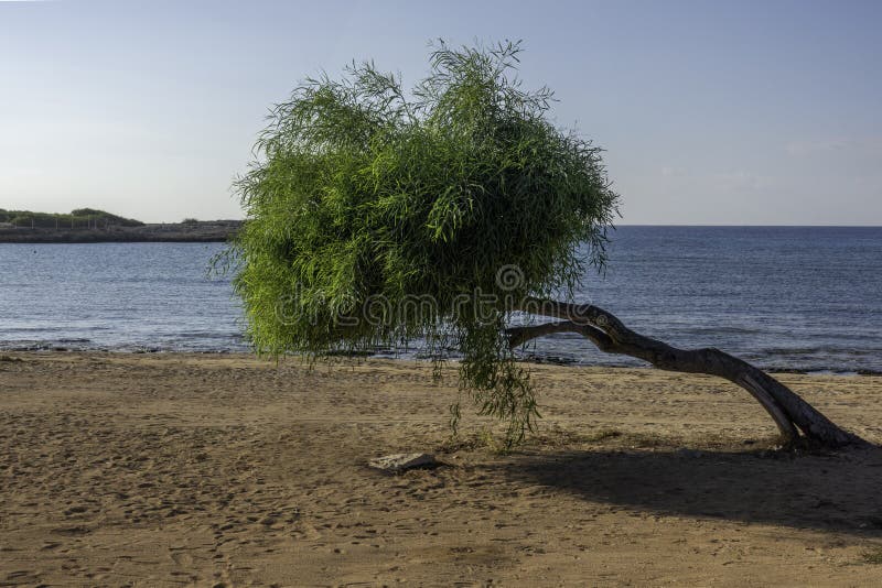 Isolated Leaning Tree on a Mediterranean Beach Stock Image - Image of ...
