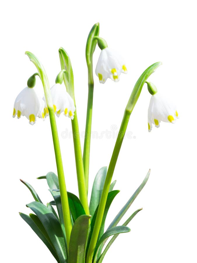 Snowdrops - the First Spring Flowers. Stock Photo - Image of spring ...