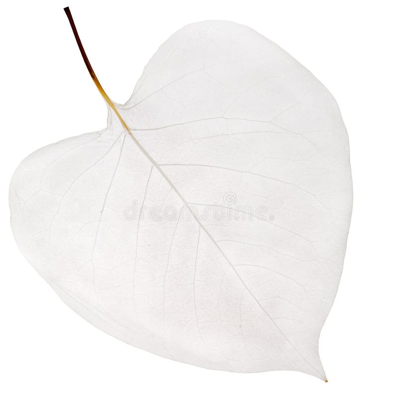 Light Leaf Skeleton Isolated on White Stock Photo - Image of death ...