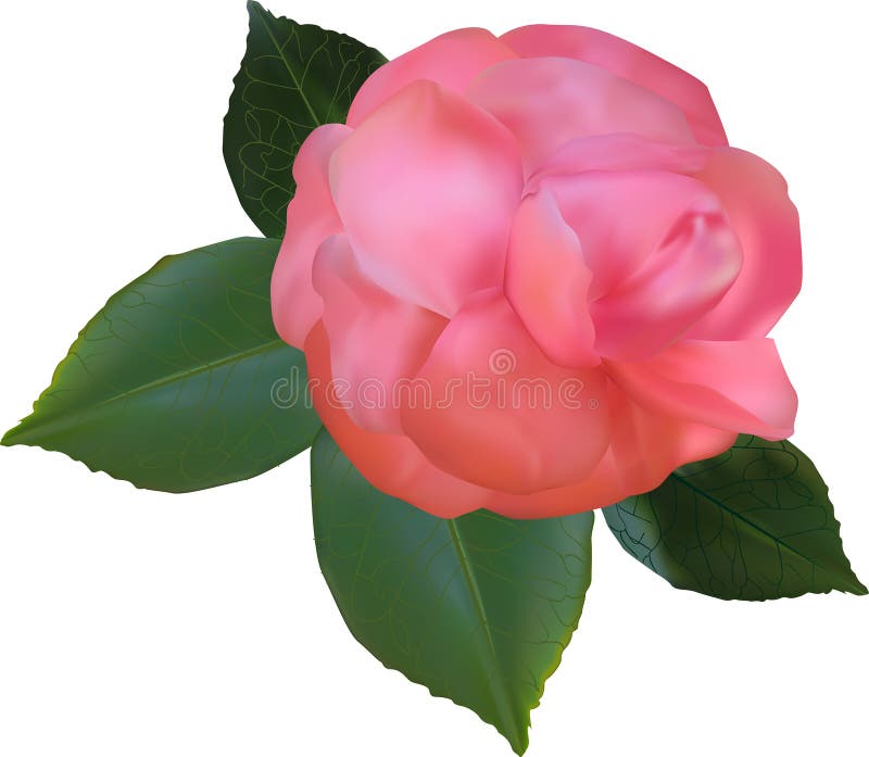 Isolated Light Pink Rose Bloom and Four Leaves Stock Vector ...