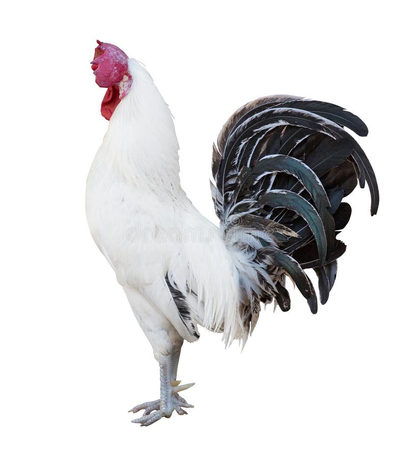 Isolated Light Colored Natural Mountain Crystals Stock Image - Image of ...