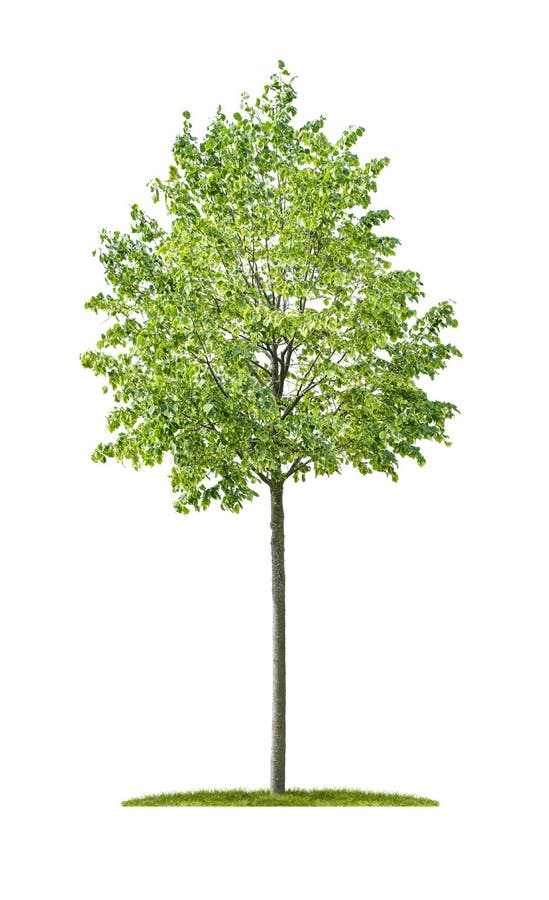 Isolated Lime Tree on a White Background Stock Photo - Image of botanic ...