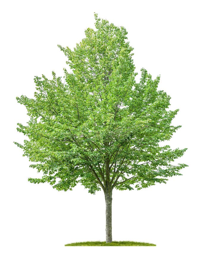 Isolated Lime Tree on a White Background Stock Photo - Image of botanic ...