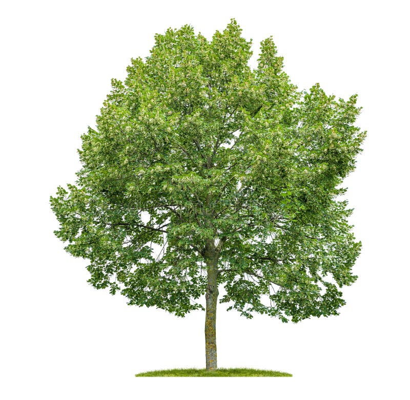Isolated Lime Tree on a White Background Stock Photo - Image of botanic ...