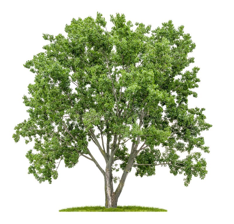 Isolated lime tree stock image. Image of grass, broadleaf - 31968681