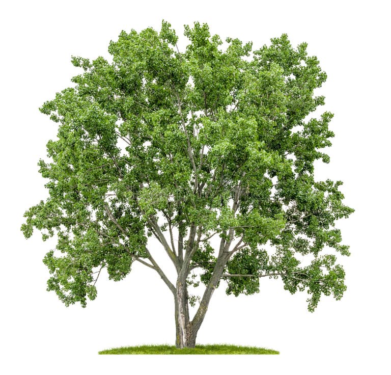 Isolated lime tree stock image. Image of grass, broadleaf - 31968681
