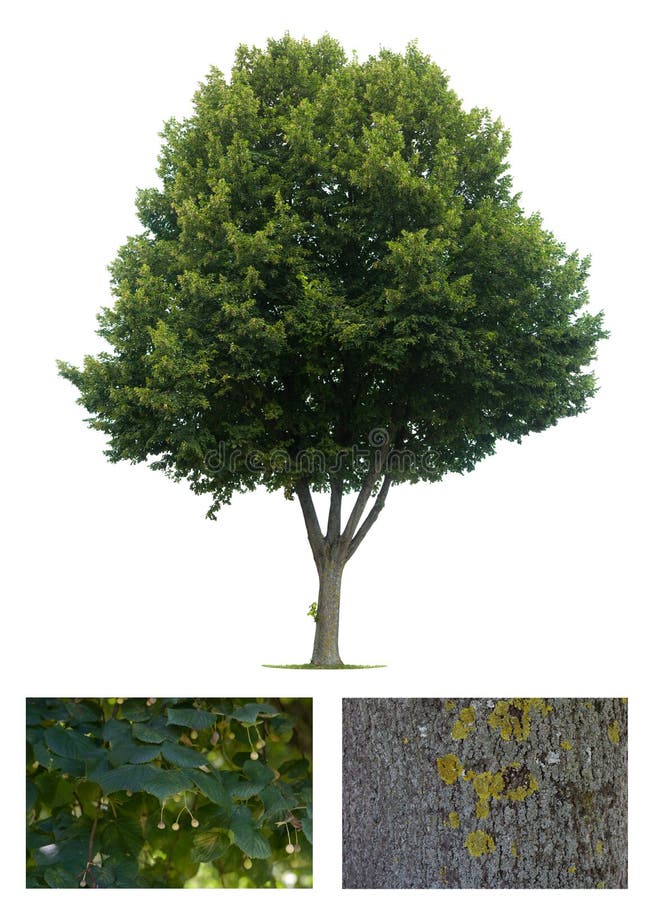 Single Green Linden Tree Isolated on White Stock Photo - Image of ...