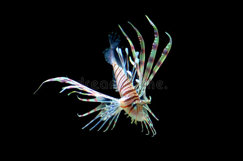 Lion fish stock image. Image of swimming, deadly, pretty - 10474517