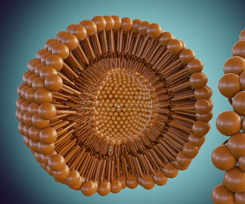 Artificial Vesicle Stock Illustrations – 5 Artificial Vesicle Stock ...