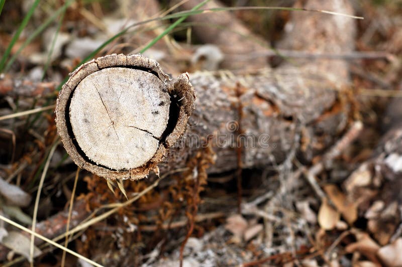 Isolated log stock image. Image of wood, forest, texture - 638977