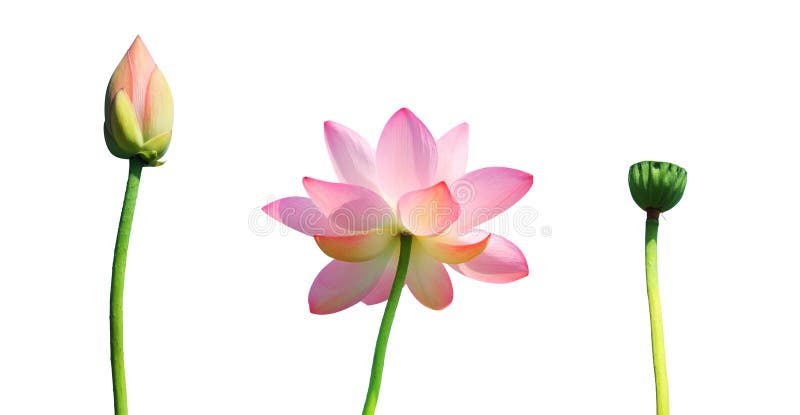 Isolated lotus flower stock image. Image of bloom, tropic - 14752313