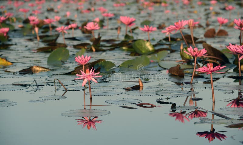 Isolated Lotus stock photo. Image of clear, sacred, egyptian - 34359764