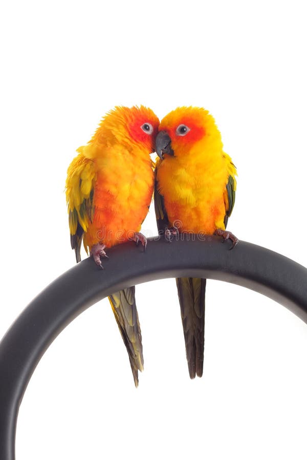 Isolated of Lovely Sun Conure in Pair Stock Photo - Image of pair ...