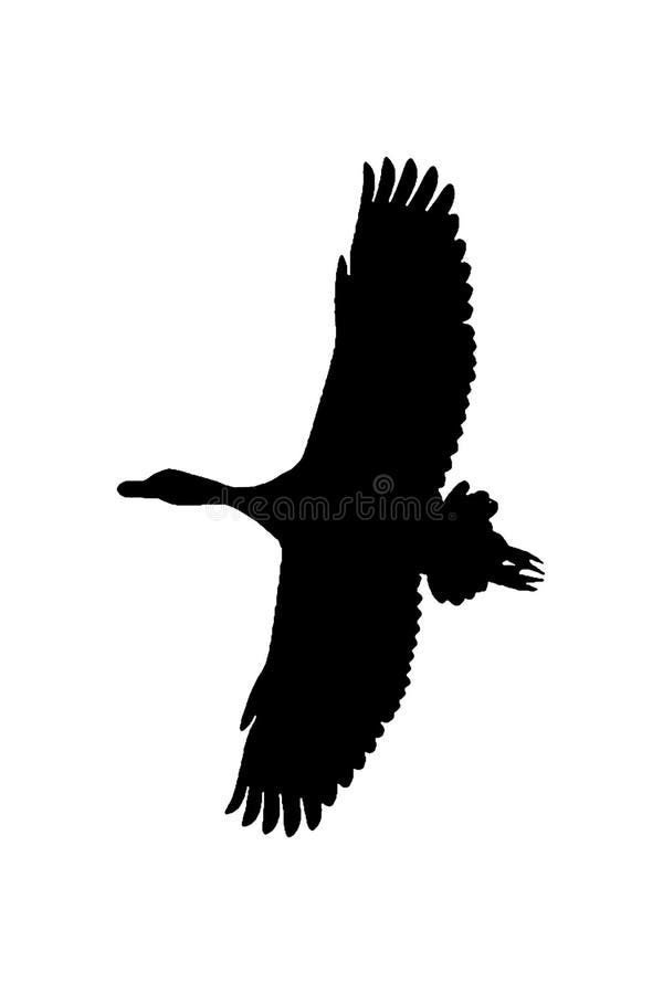 Isolated Low Angle Bird Flying Graphic Silhouette Stock Illustration ...