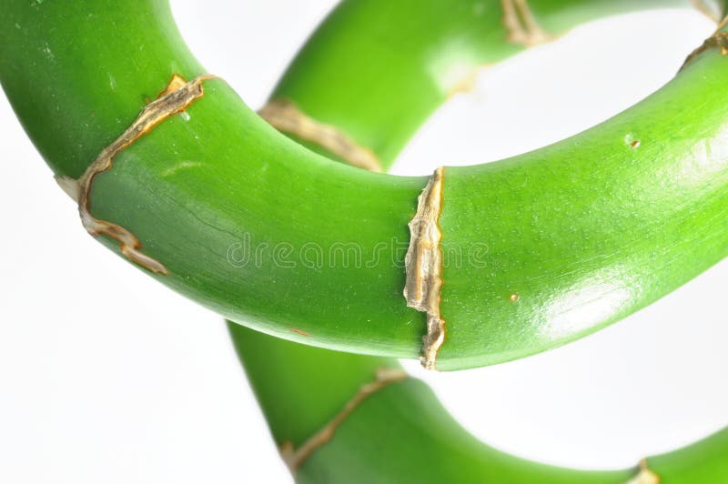 Isolated lucky bamboo stem stock image. Image of green - 13951449
