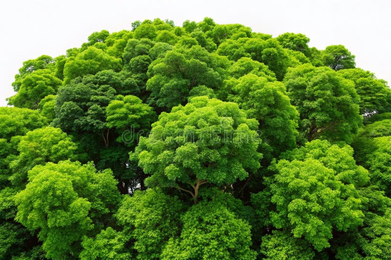 Isolated Lush Green Trees Against a Pristine White Background a ...