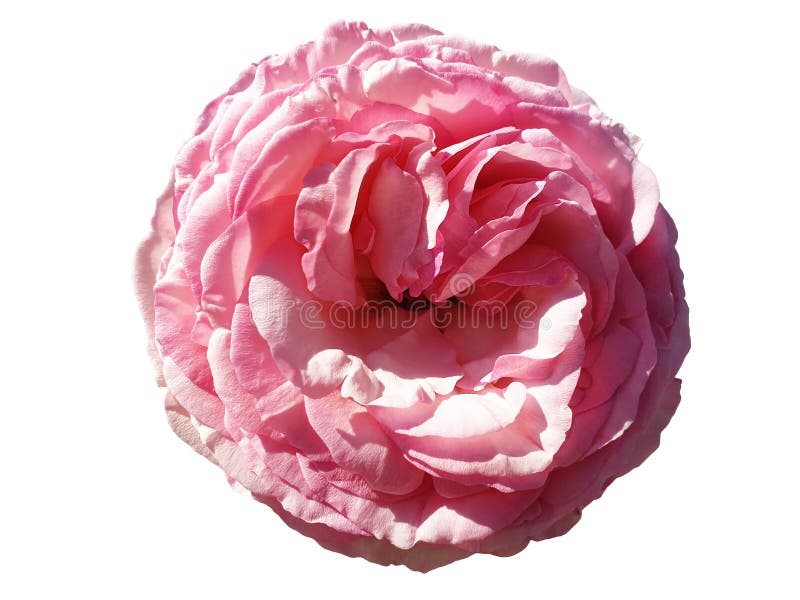 Isolated Lush, Pink Rose Flower Stock Photo - Image of lush, bloom ...