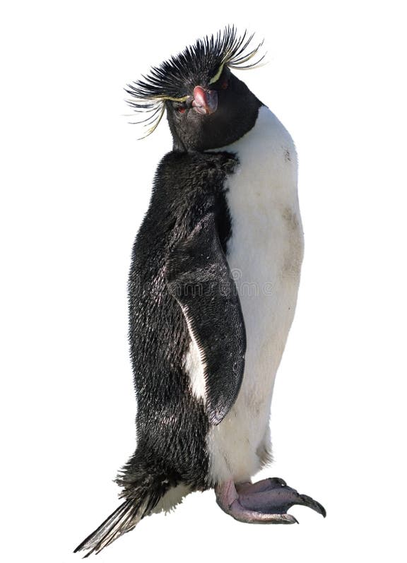 Isolated macaroni penguin stock image. Image of georgia - 12181863